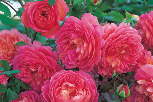 David Austin Roses – Andrews Seed Company