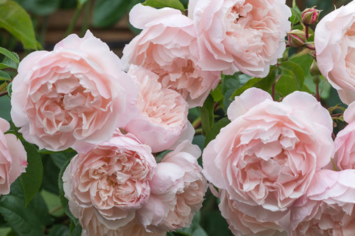 David Austin Roses – Andrews Seed Company