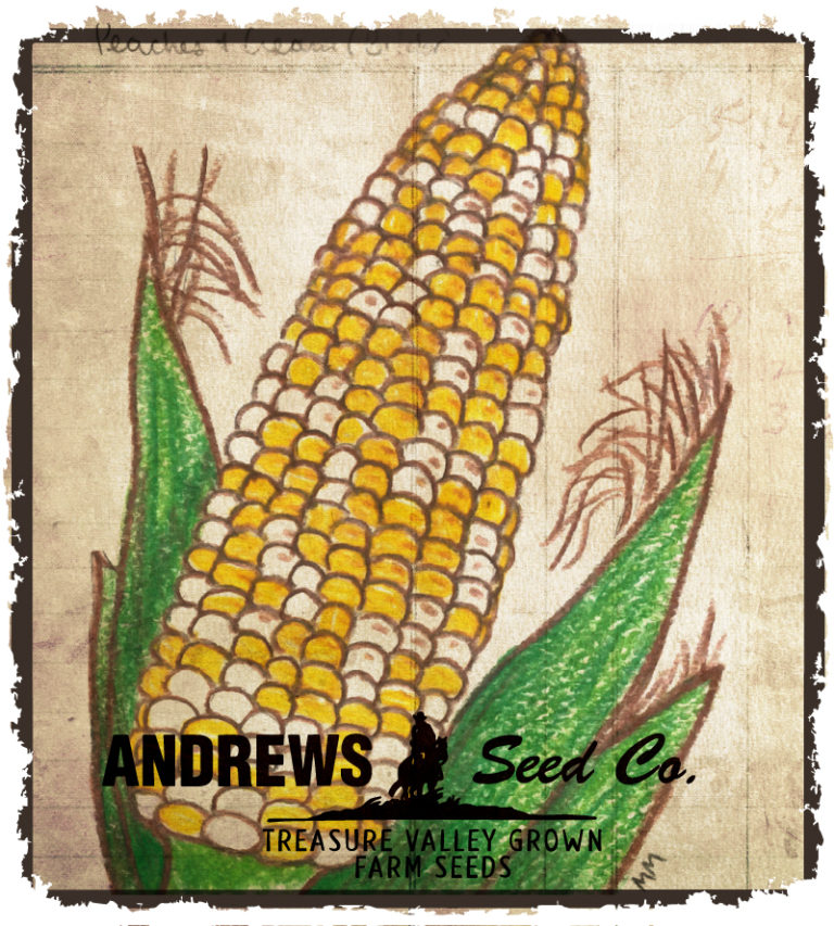 Peaches & Cream (Mid) – Andrews Seed Company