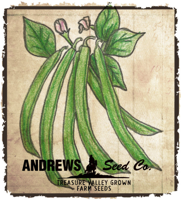 Landreth Stringless – Andrews Seed Company