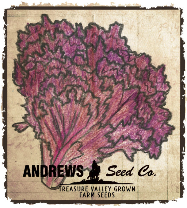 Ruby Red Lettuce – Andrews Seed Company