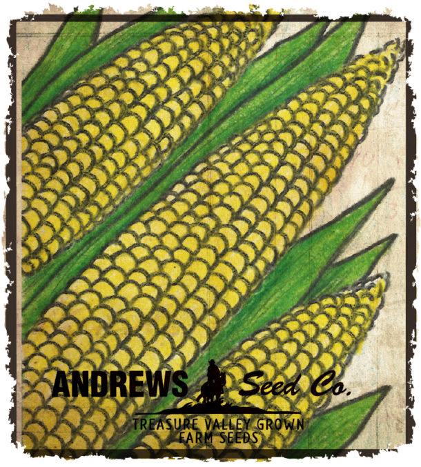 Kandy Korn – Andrews Seed Company