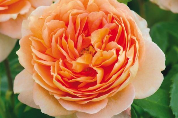 David Austin Roses – Andrews Seed Company