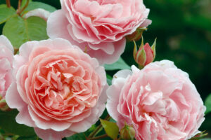 Andrews Seed Company – Your Treasure Valley Resource For Seed And Plants