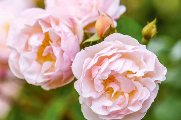 David Austin Roses – Andrews Seed Company
