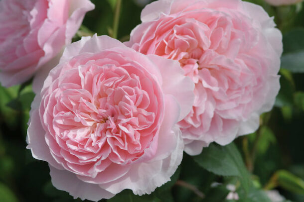 David Austin Roses – Andrews Seed Company